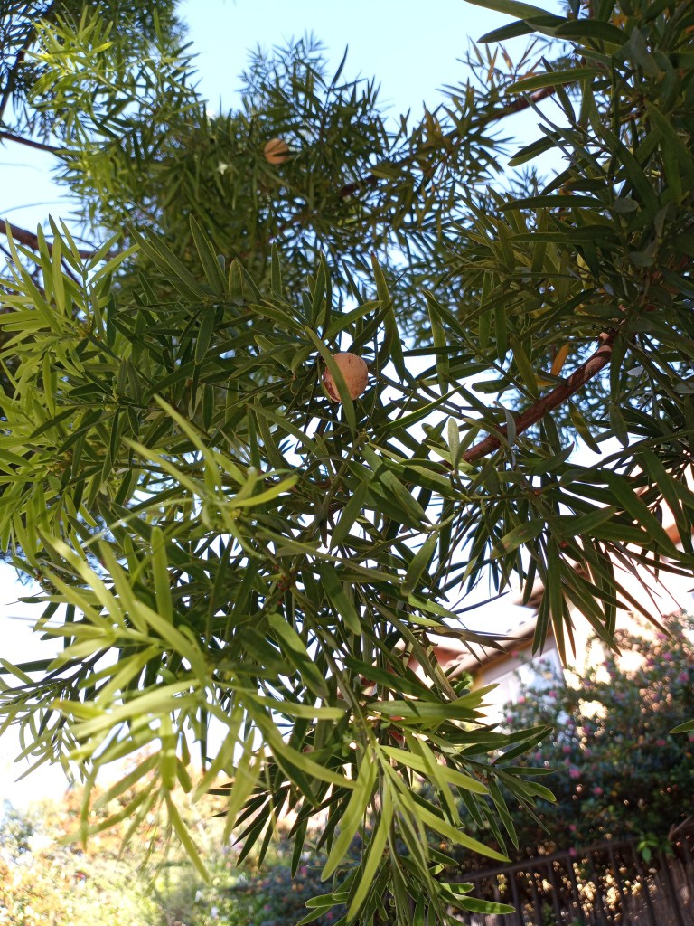 African Fern Pine - Alchemy - Psychic Medium Andrea Knight